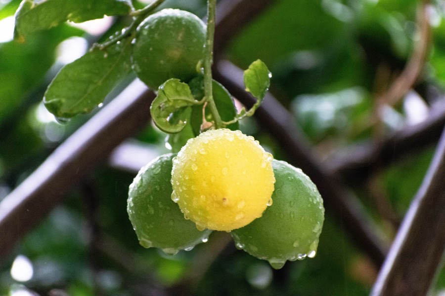 Fixing Climate Forecasting's Lemon Problem | CRUCIAL